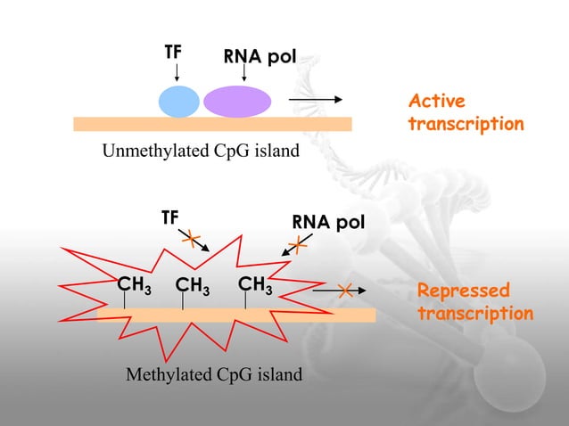 Transcription Regulation in Eukaryotes | PPTX | Biological Sciences ...