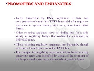 Transcription Regulation in Eukaryotes | PPTX