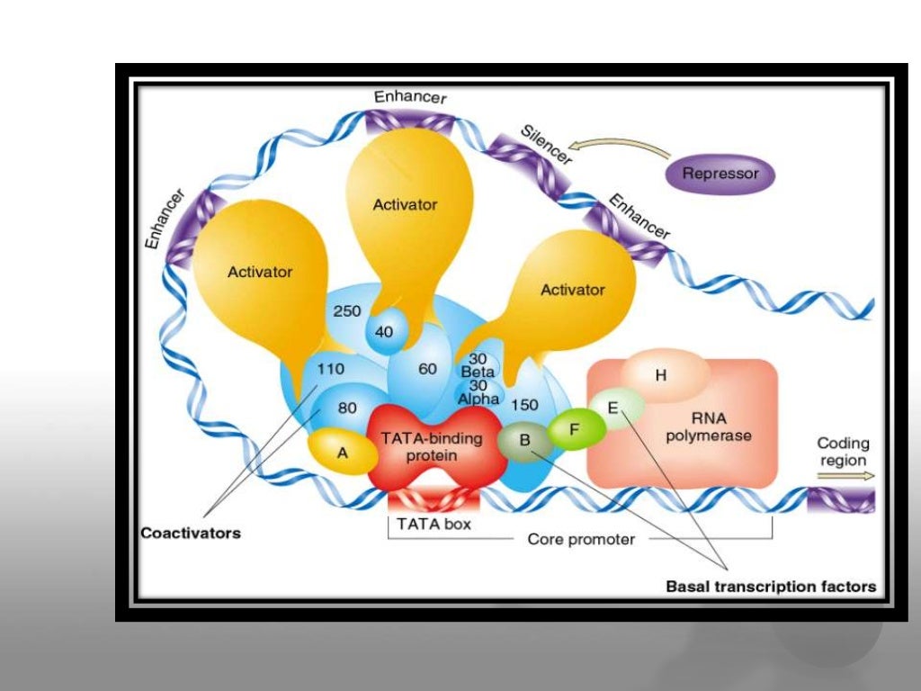 Transcription Regulation in Eukaryotes