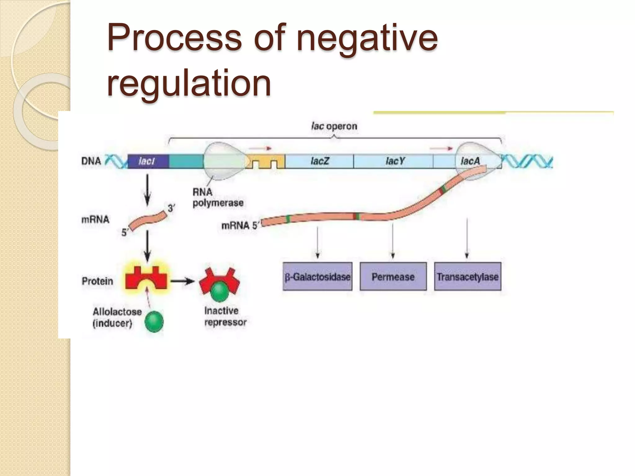 Regulation in lac operon | PPTX