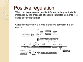 Regulation in lac operon | PPTX
