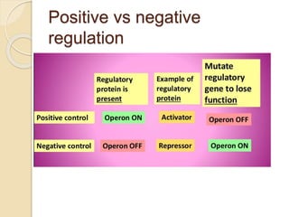 Regulation in lac operon | PPTX