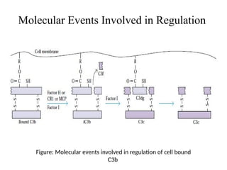 REGULATION OF ALTERNATIVE PATHWAY OF COMPLEMENT SYSTEM.pptx