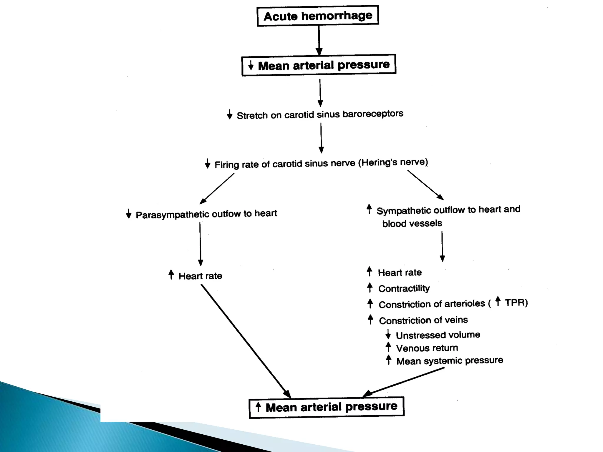 Regulation of blood circulation | PPTX
