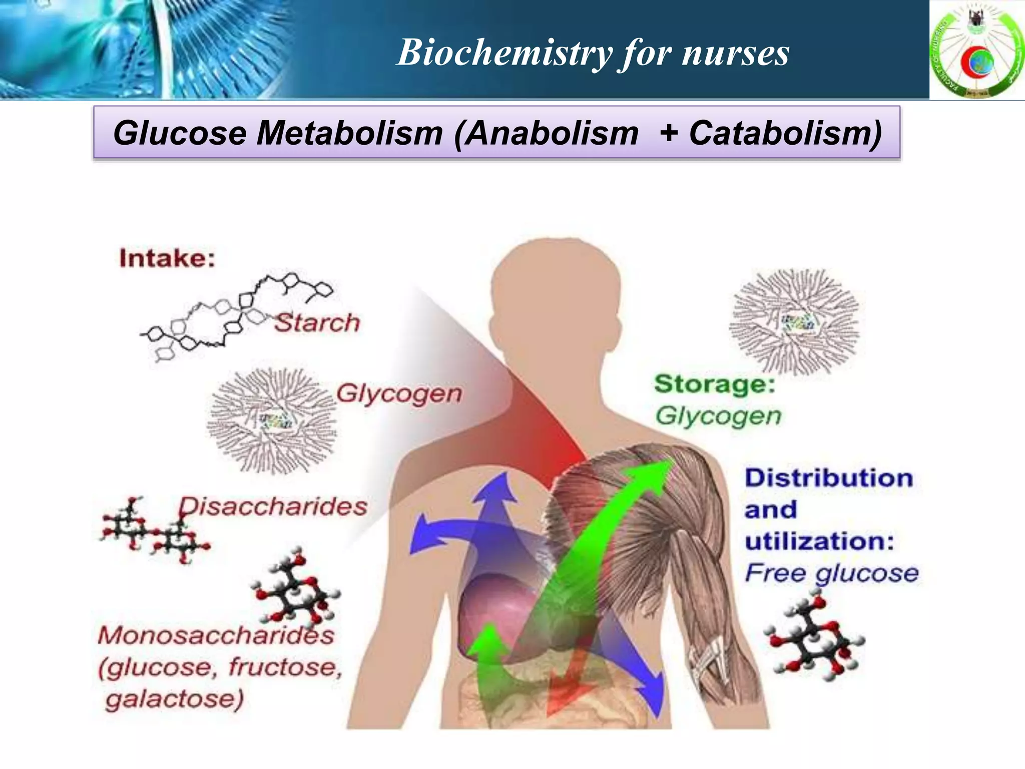 Regulation of blood glucose | PPTX