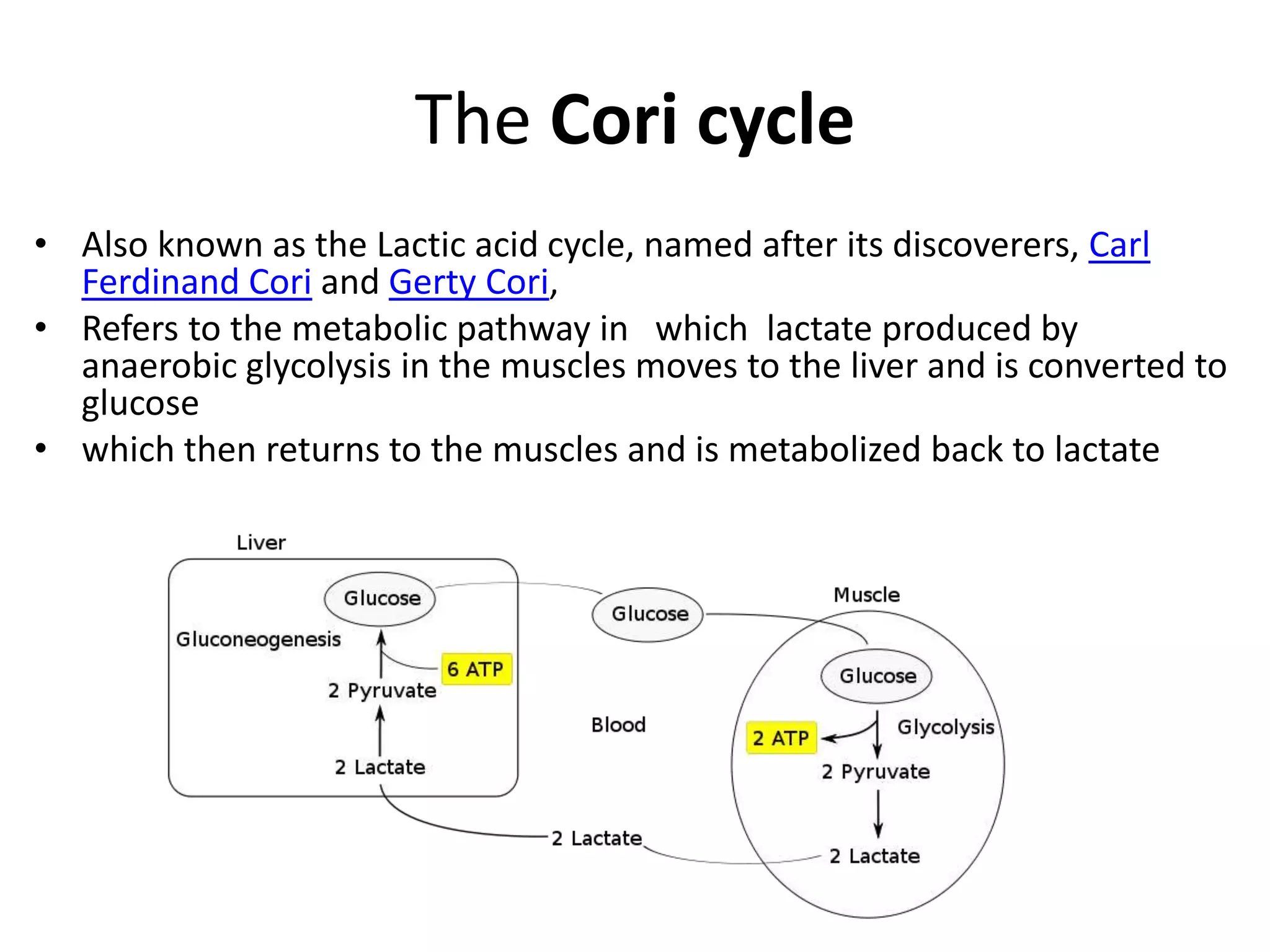 Regulation of blood glucose | PPTX