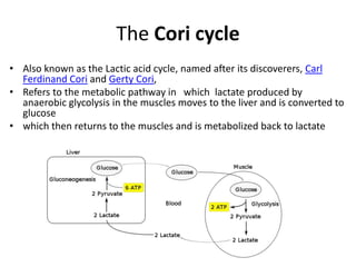 Regulation of blood glucose | PPTX