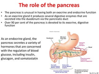 Regulation of blood glucose | PPTX