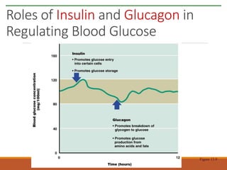 Regulation of blood glucose level | PPT