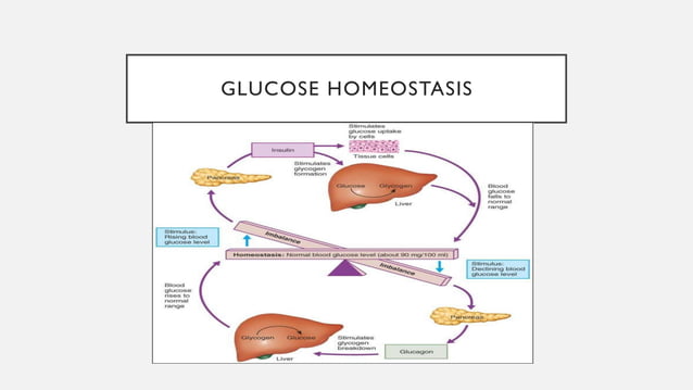 Regulation of blood glucose level in human body | PPT