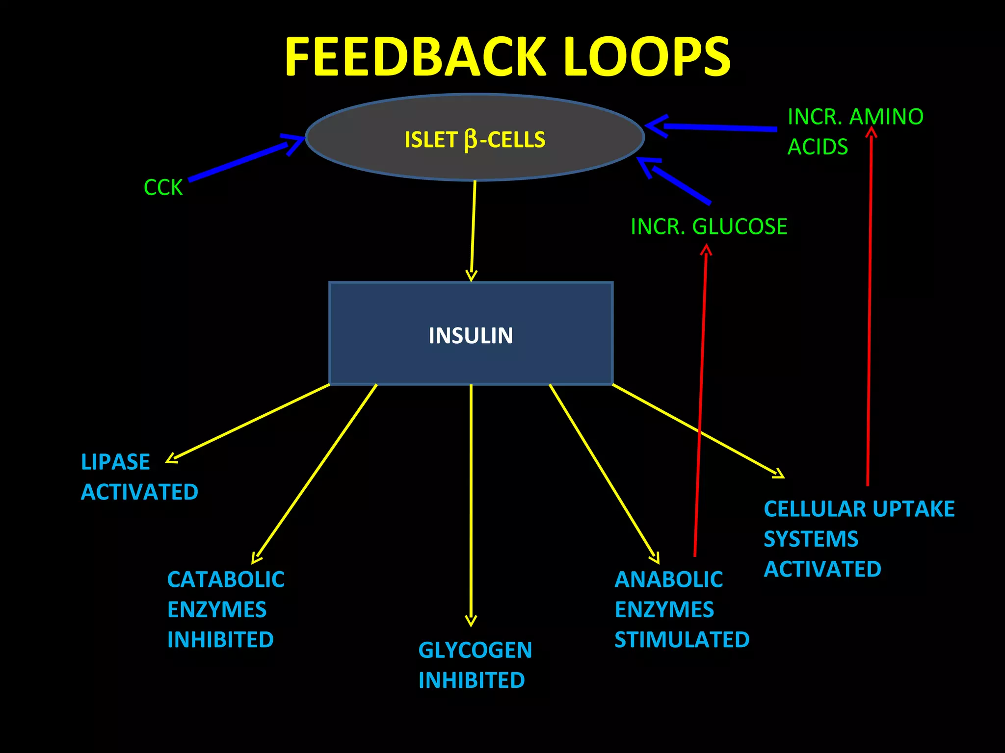 Regulation of blood sugar | PPT