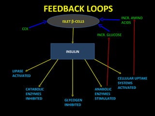 Regulation of blood sugar | PPT