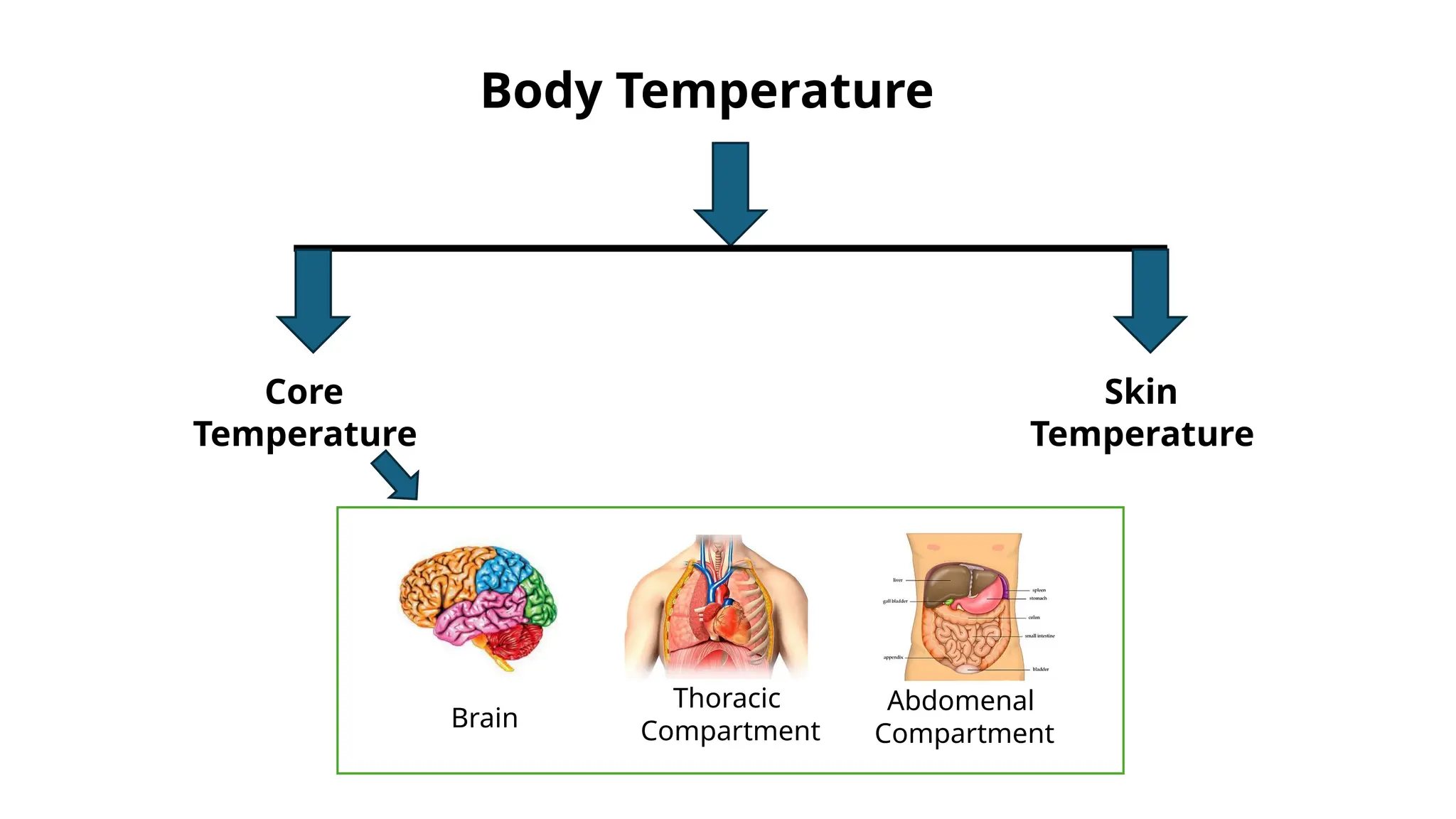 Regulation of Body Temperature (Thermoregulation) | PPTX