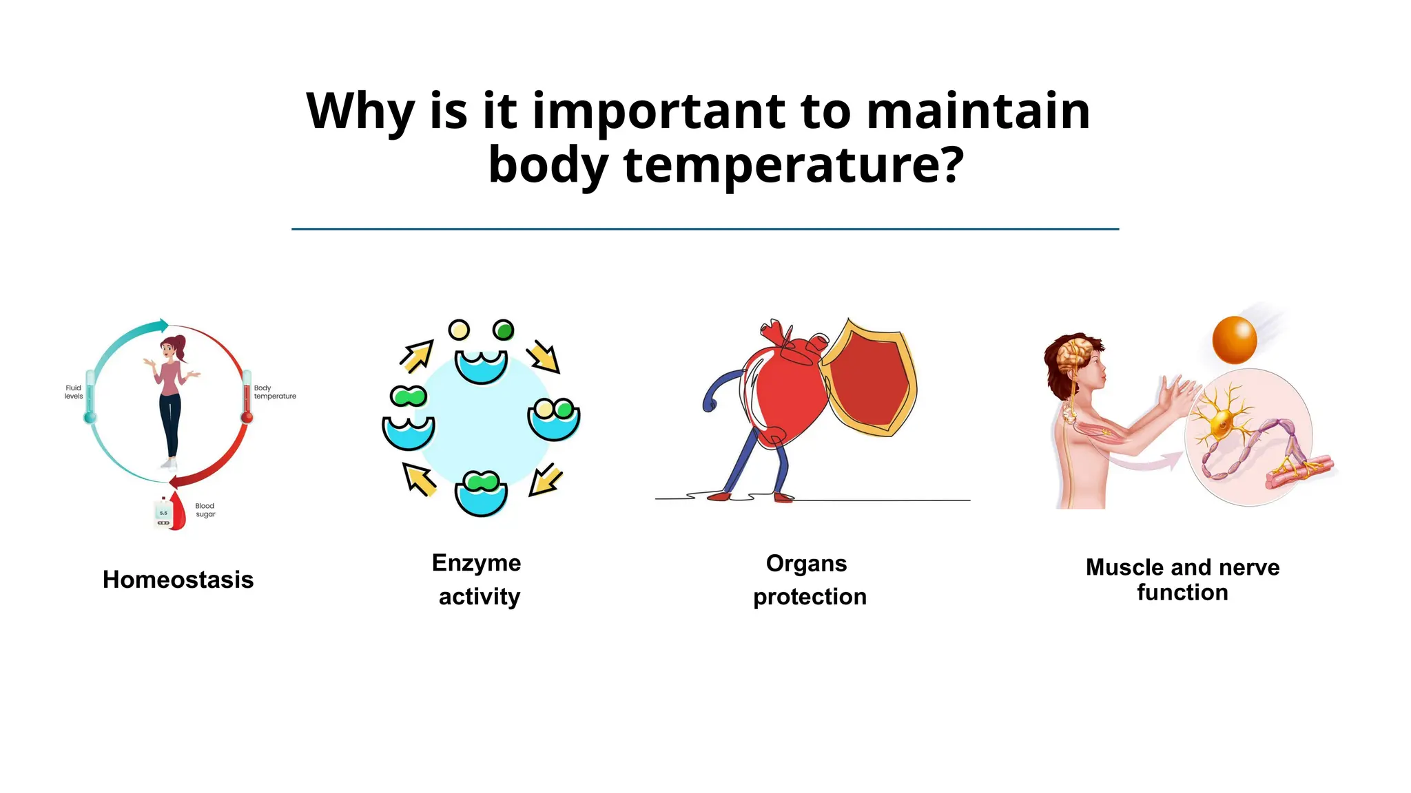 Regulation of Body Temperature (Thermoregulation) | PPTX