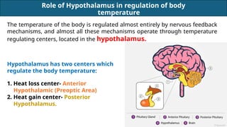 Regulation of Body Temperature (Thermoregulation) | PPTX