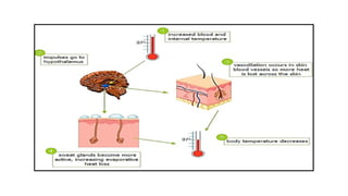 Regulation of Body Temperature (Thermoregulation) | PPTX