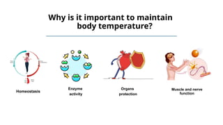 Regulation of Body Temperature (Thermoregulation) | PPTX