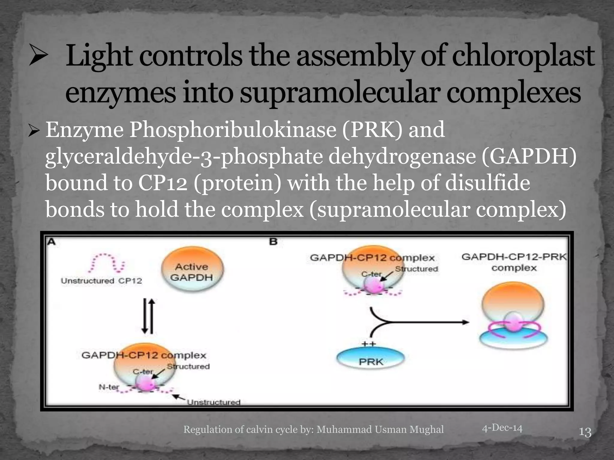 Regulation of calvin cycle | PPTX