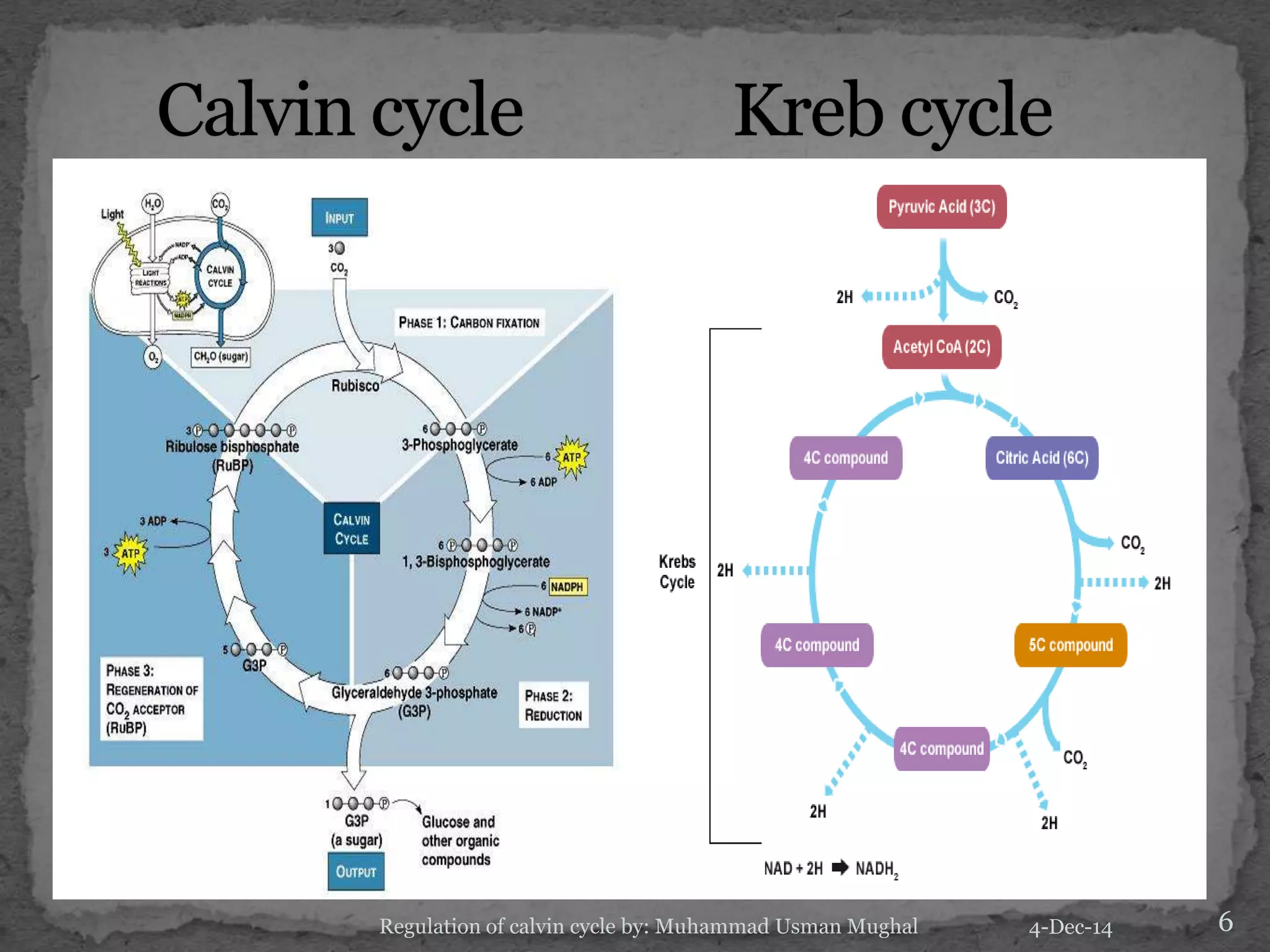 Regulation of calvin cycle | PPTX