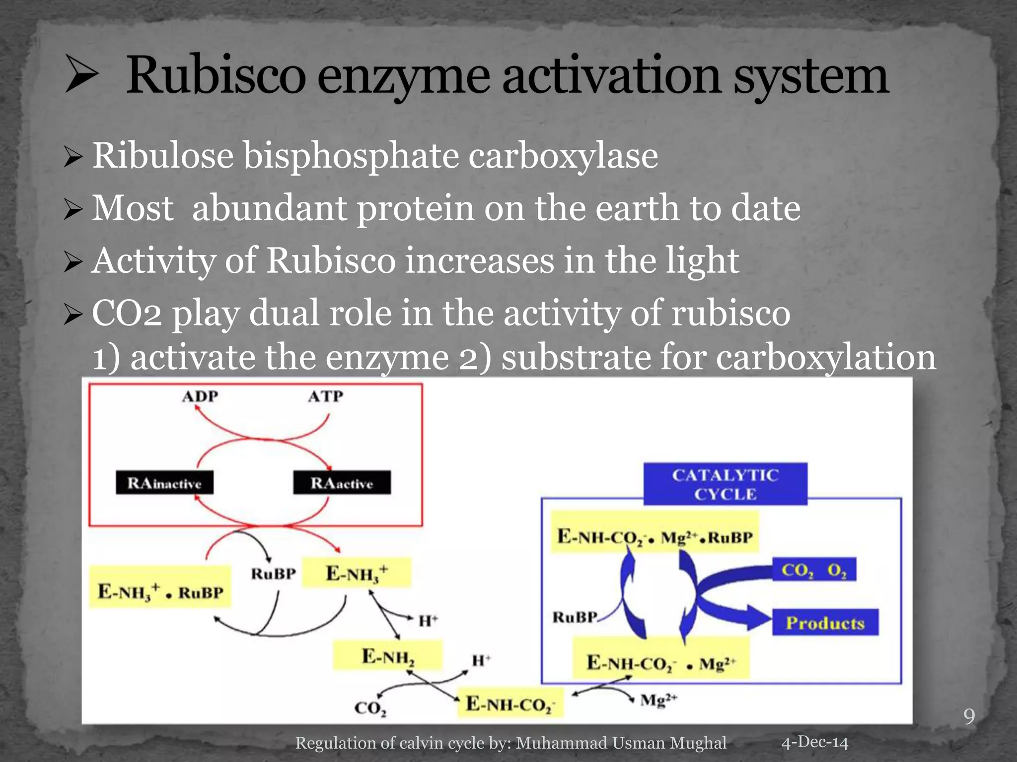 Regulation of calvin cycle | PPTX