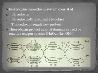 Regulation of calvin cycle | PPTX