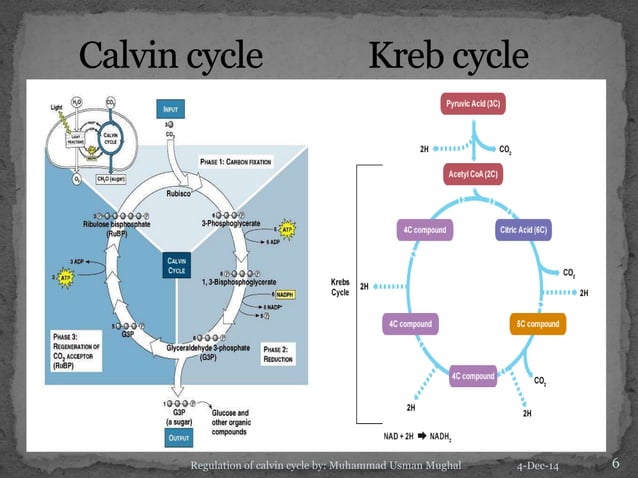 Regulation of calvin cycle | PPTX | Chemistry | Science