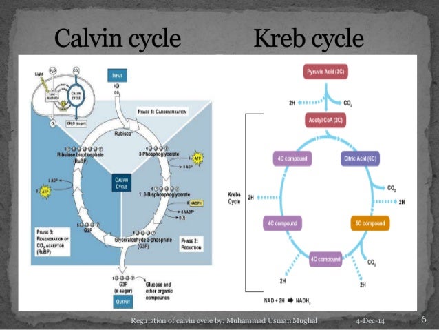 Regulation of calvin cycle