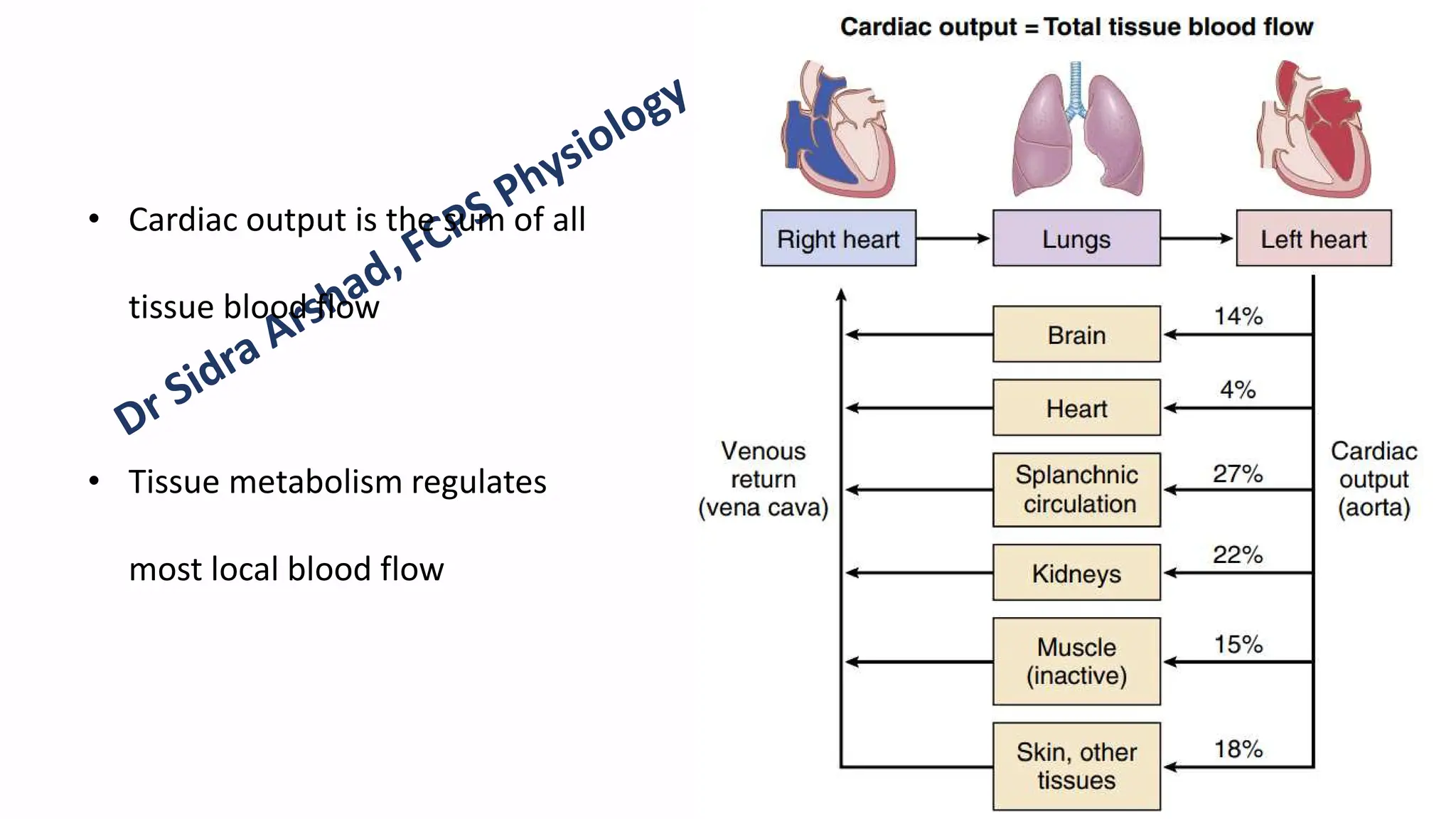 Cardiovascular Physiology - Regulation of Cardiac Pumping | PDF