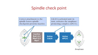 Regulation of cell cycle | PPTX