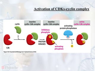 Regulation of cell cycle | PPT