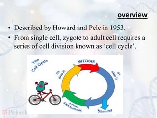 Regulation of cell cycle | PPT