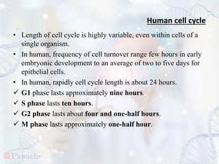 Regulation of cell cycle | PPTX