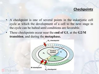 Regulation of cell cycle | PPT