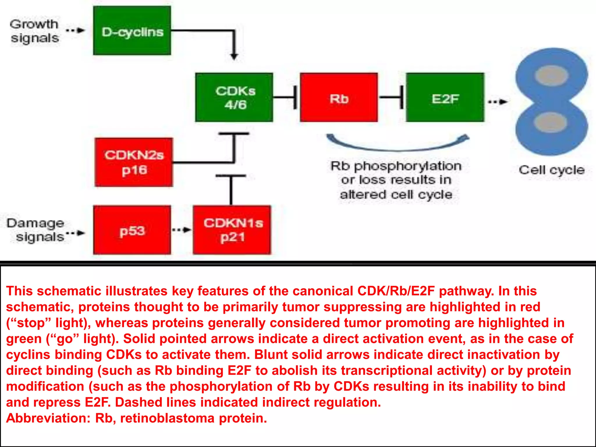 Regulation of cell cycle (1) | PPTX