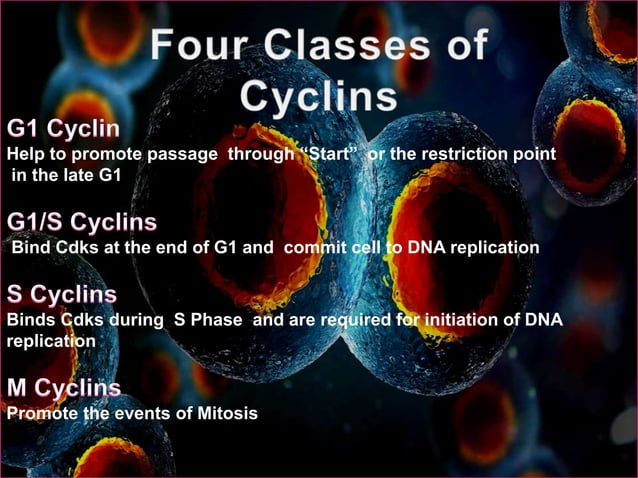 Regulation of cell cycle (1) | PPTX