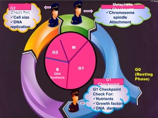 Regulation of cell cycle (1) | PPTX