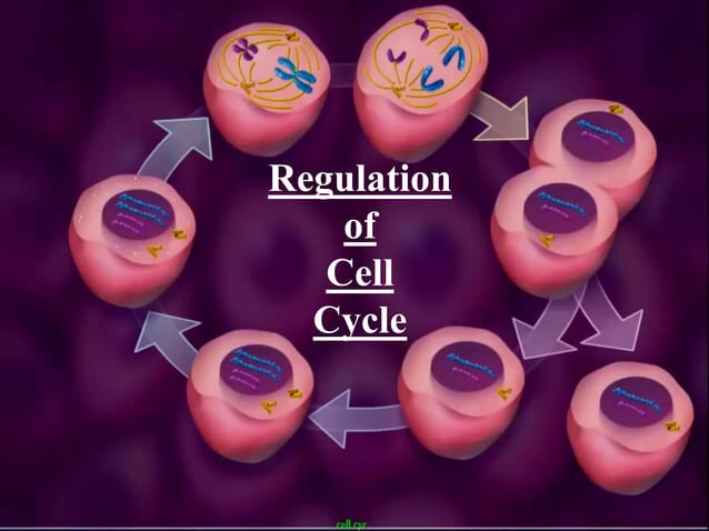 Regulation of cell cycle (1) | PPTX