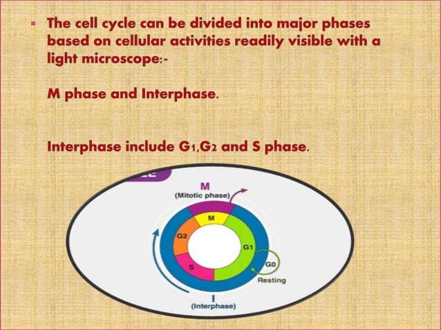 Regulation of cell cycle (1) | PPTX