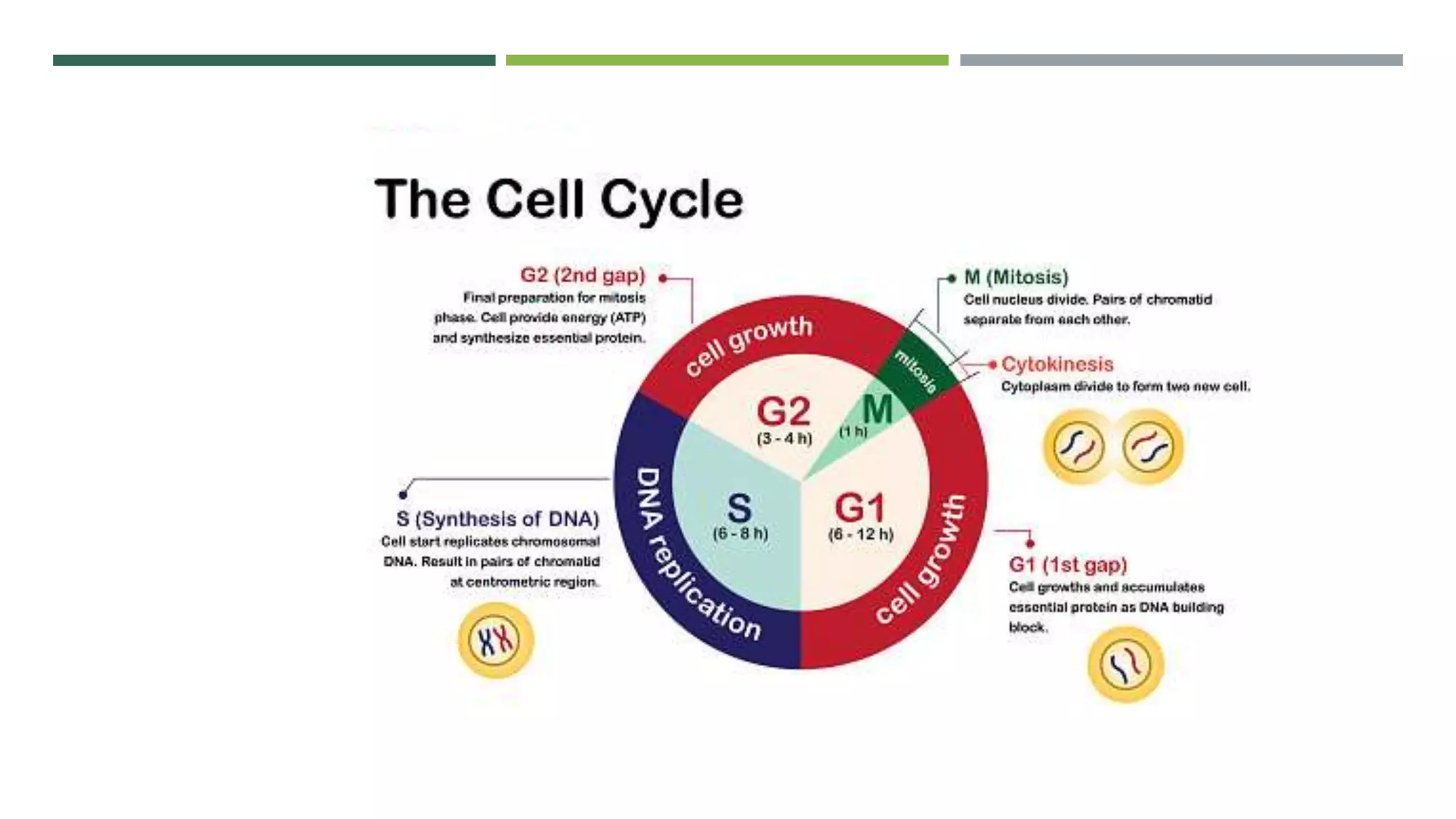 Regulation of cell cycle S.ppsx