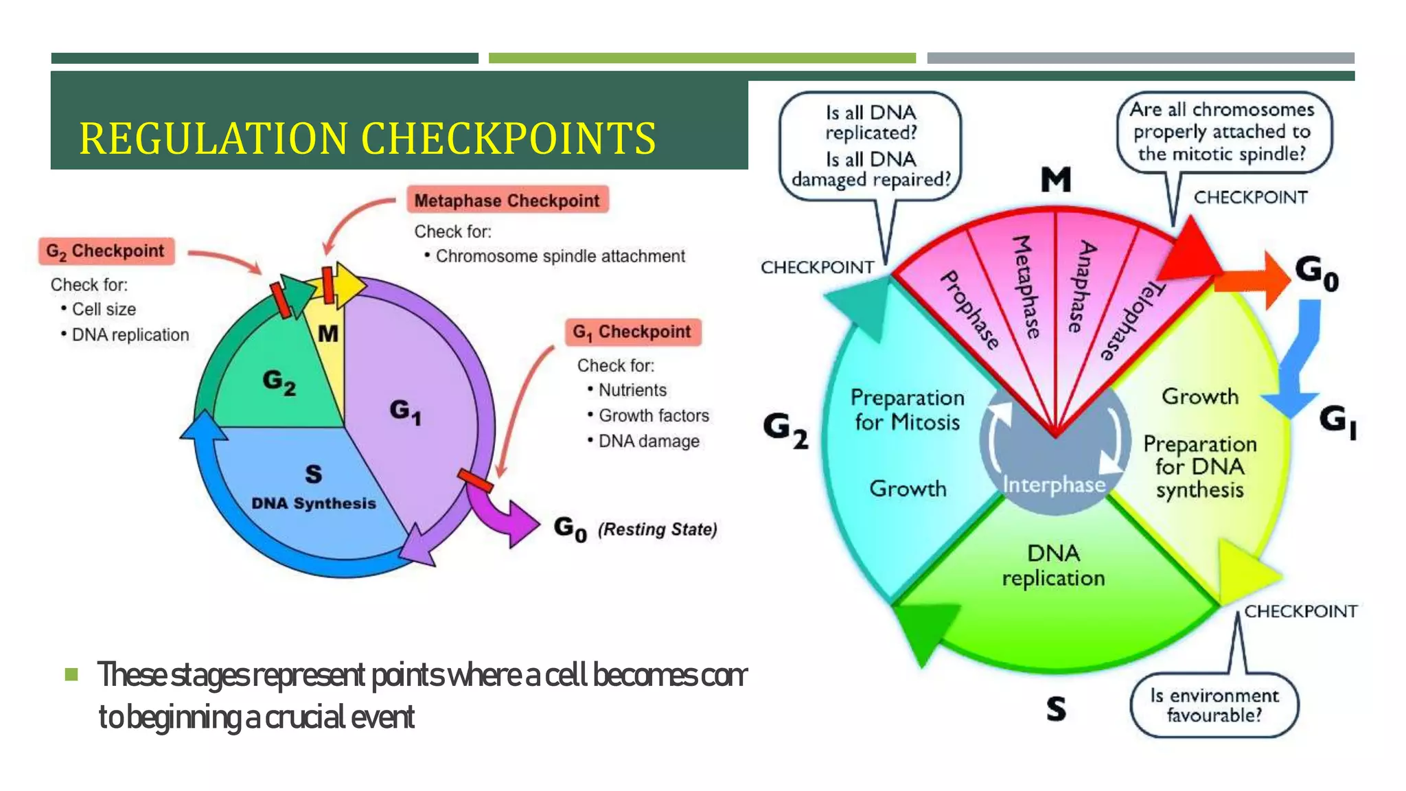 Regulation of cell cycle S.ppsx