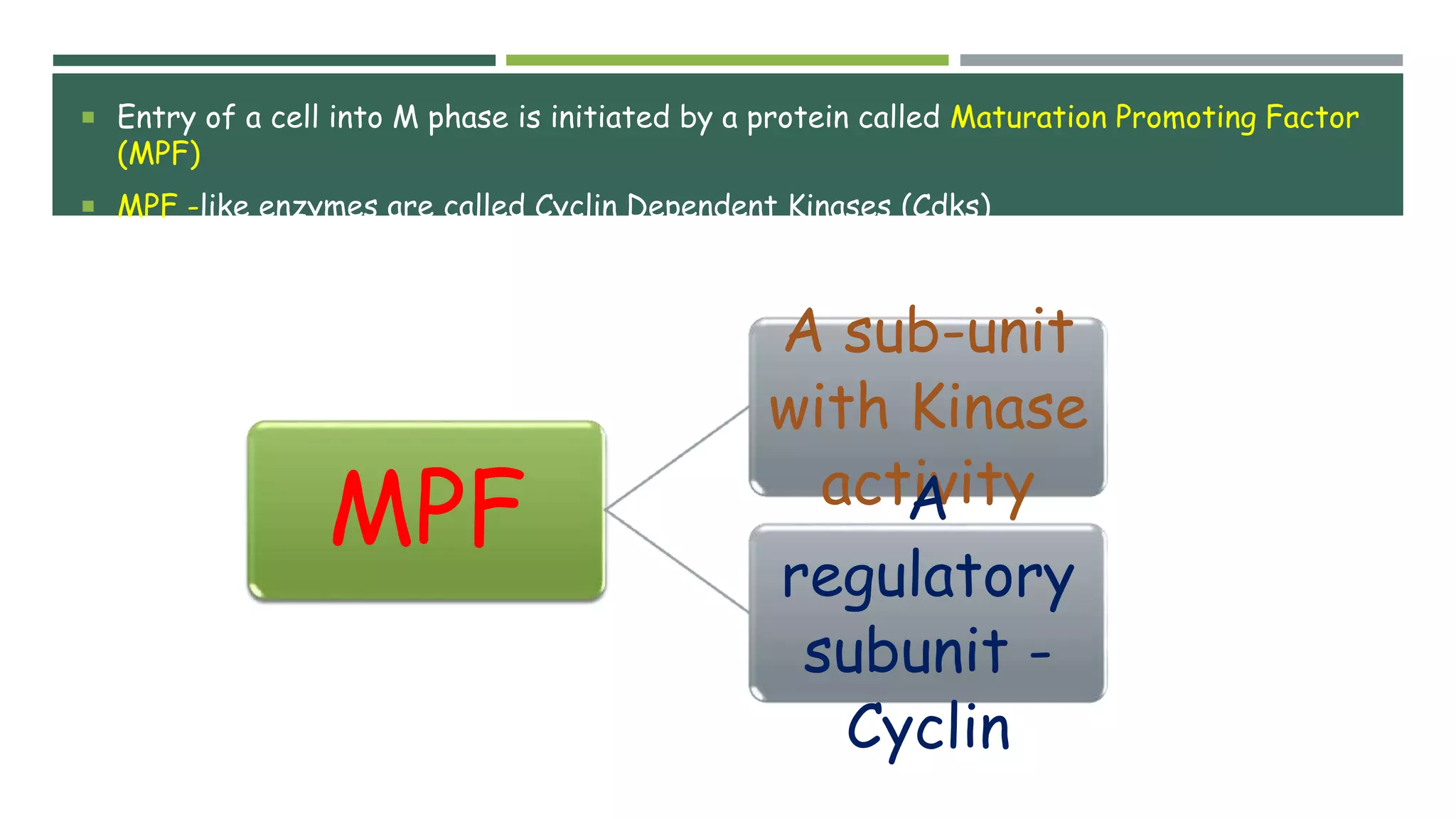 Regulation of cell cycle S.ppsx