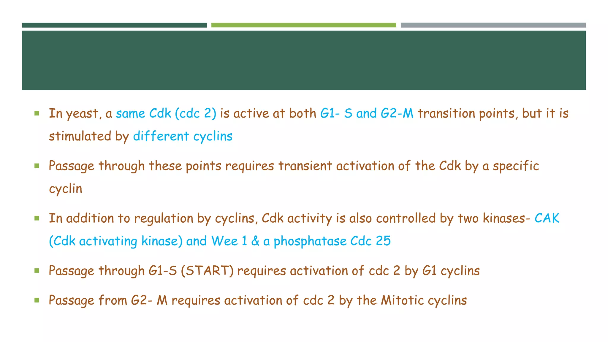 Regulation of cell cycle S.ppsx