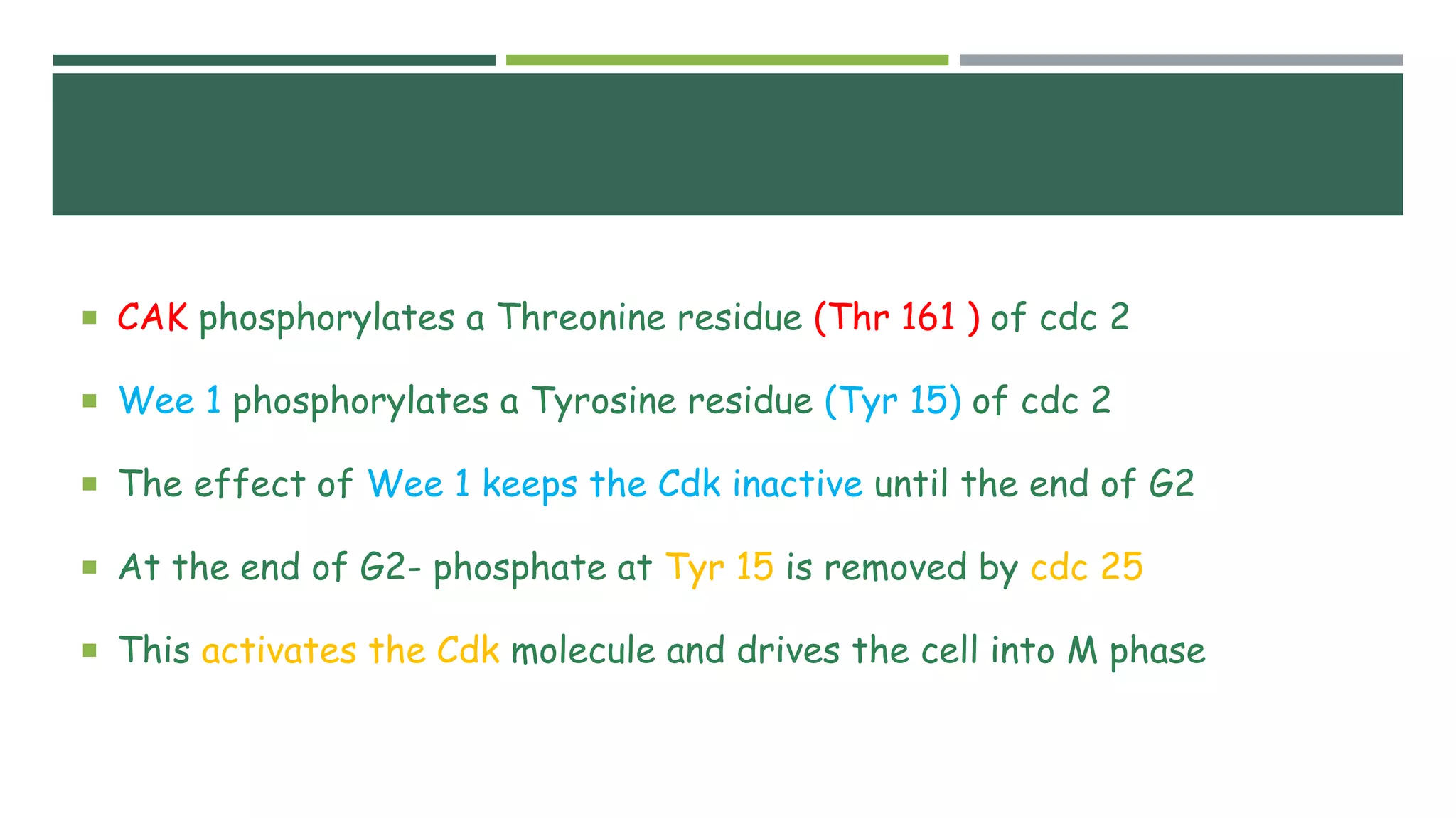 Regulation of cell cycle S.ppsx