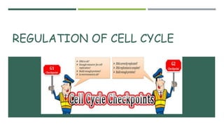 Regulation of cell cycle S.ppsx