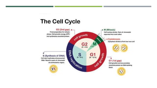 Regulation of cell cycle S.ppsx