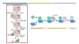 Regulation of cell cycle S.ppsx