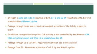Regulation of cell cycle S.ppsx
