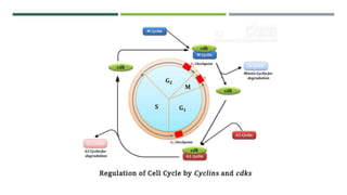 Regulation of cell cycle S.ppsx