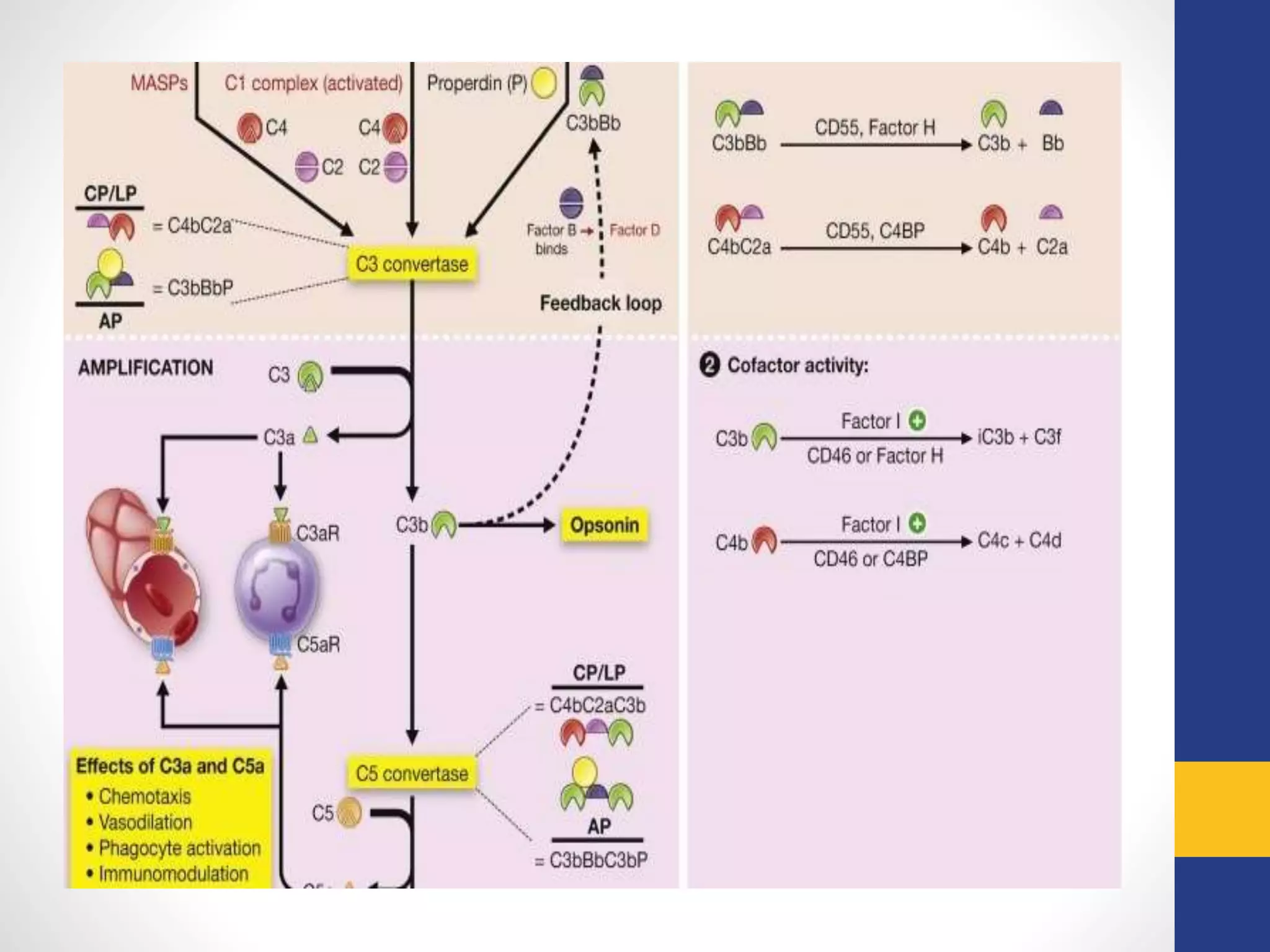 Regulation of complement system | PPTX | Blood Disorders | Diseases and ...
