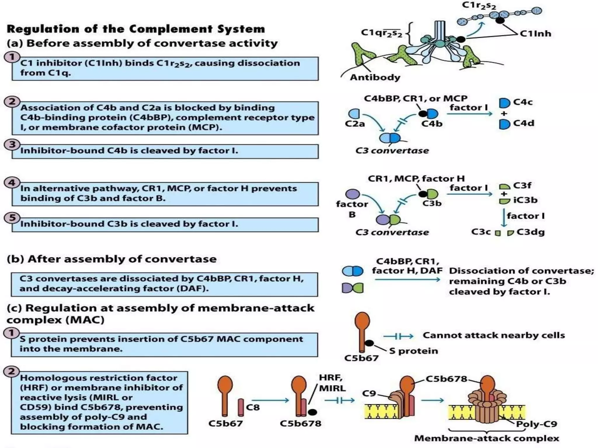 Regulation of complement system | PPTX